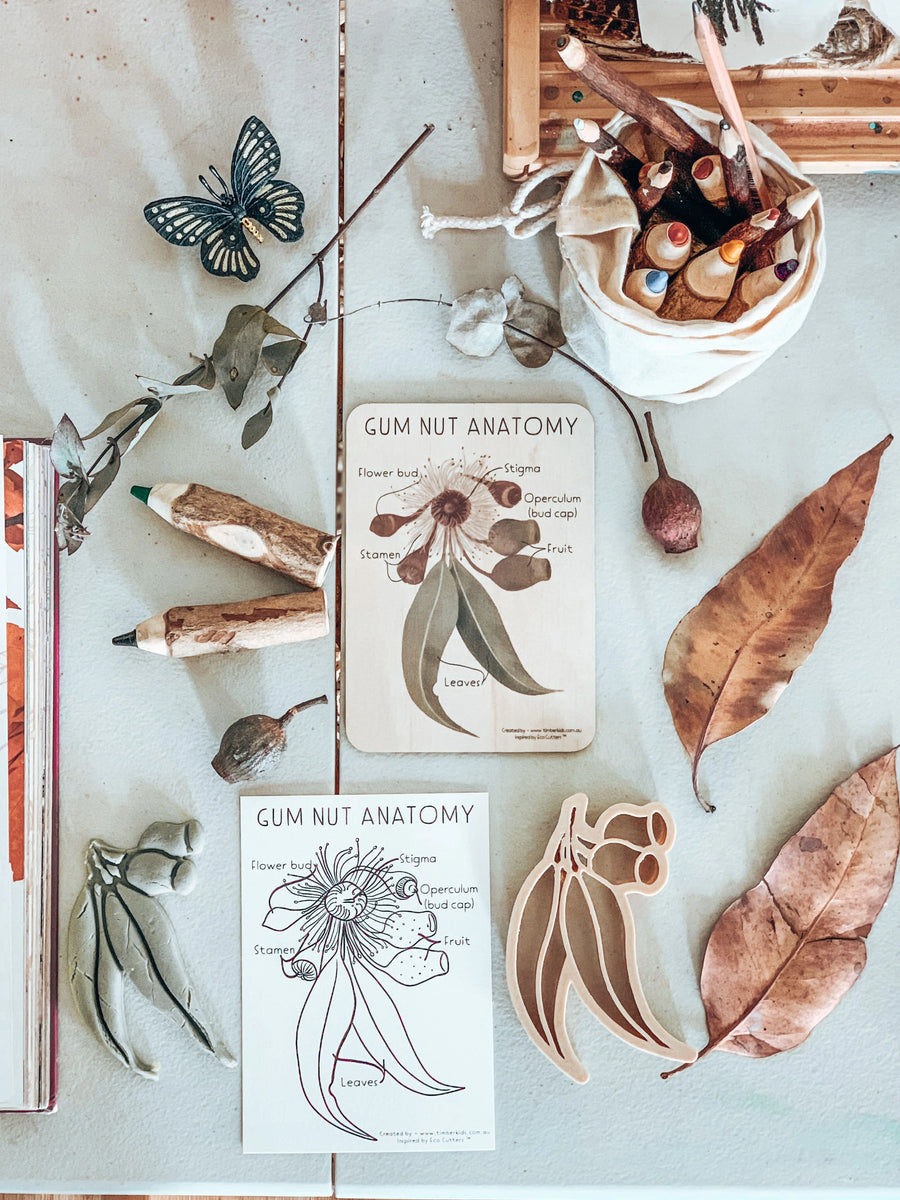 Gum Nut Anatomy Tile – Dainty Daisy